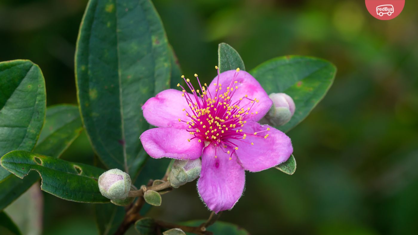 Your Ultimate Guide to the Enchanting Phu Quoc National Park - Vietnam Travel Blog